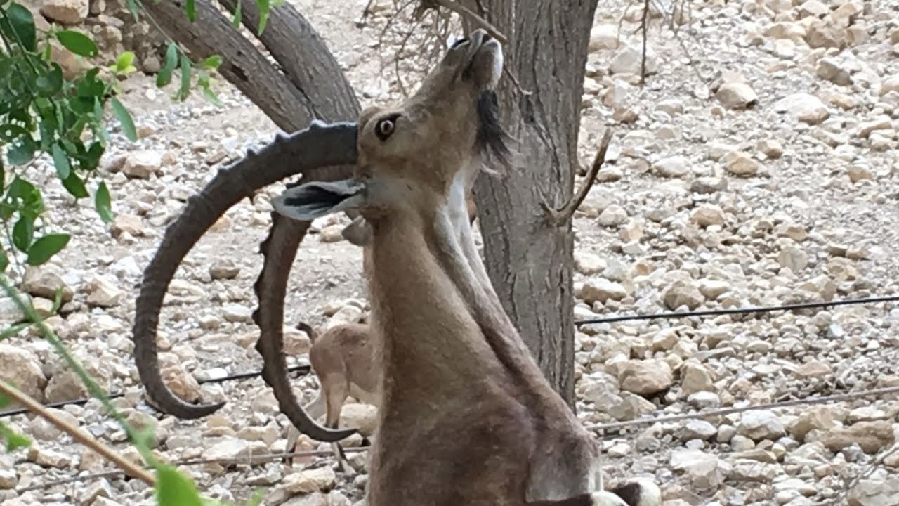 Funny Ibex at EIN GEDI Reserve, Israel - YouTube
