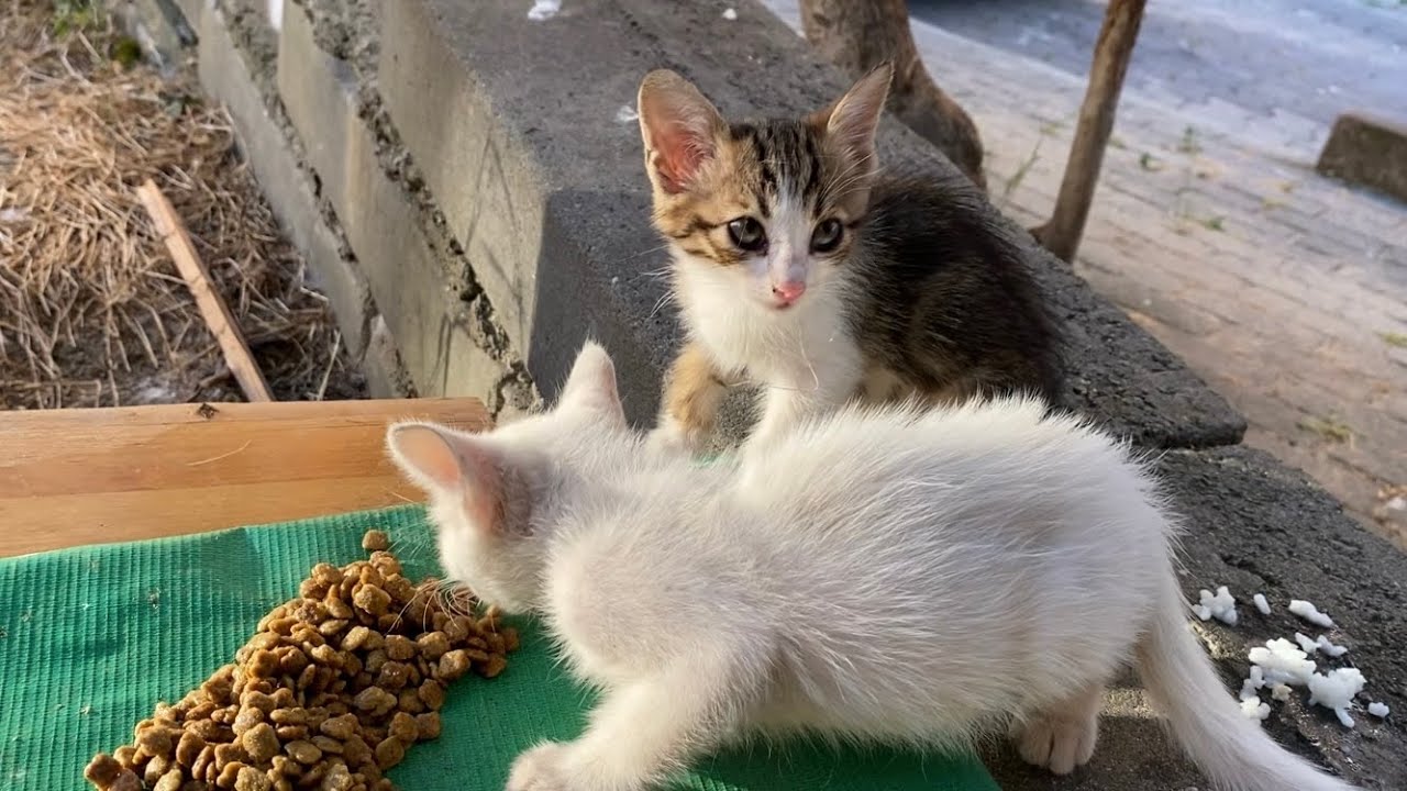 Cute Kittens eating with appetite. These Kittens are so beautiful. 😍♥️ ...
