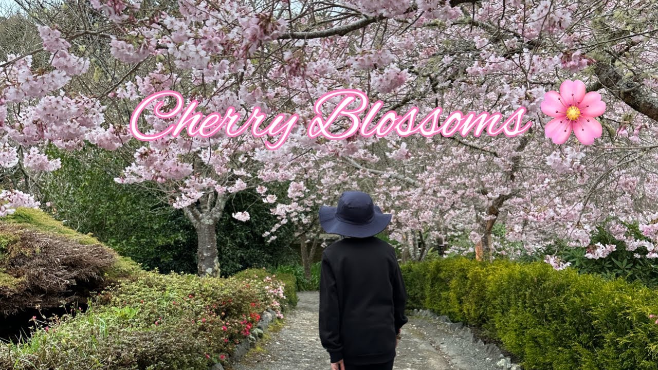Aston Norwood Gardens | Blossom Valley with Sakura cherry blossoms ...