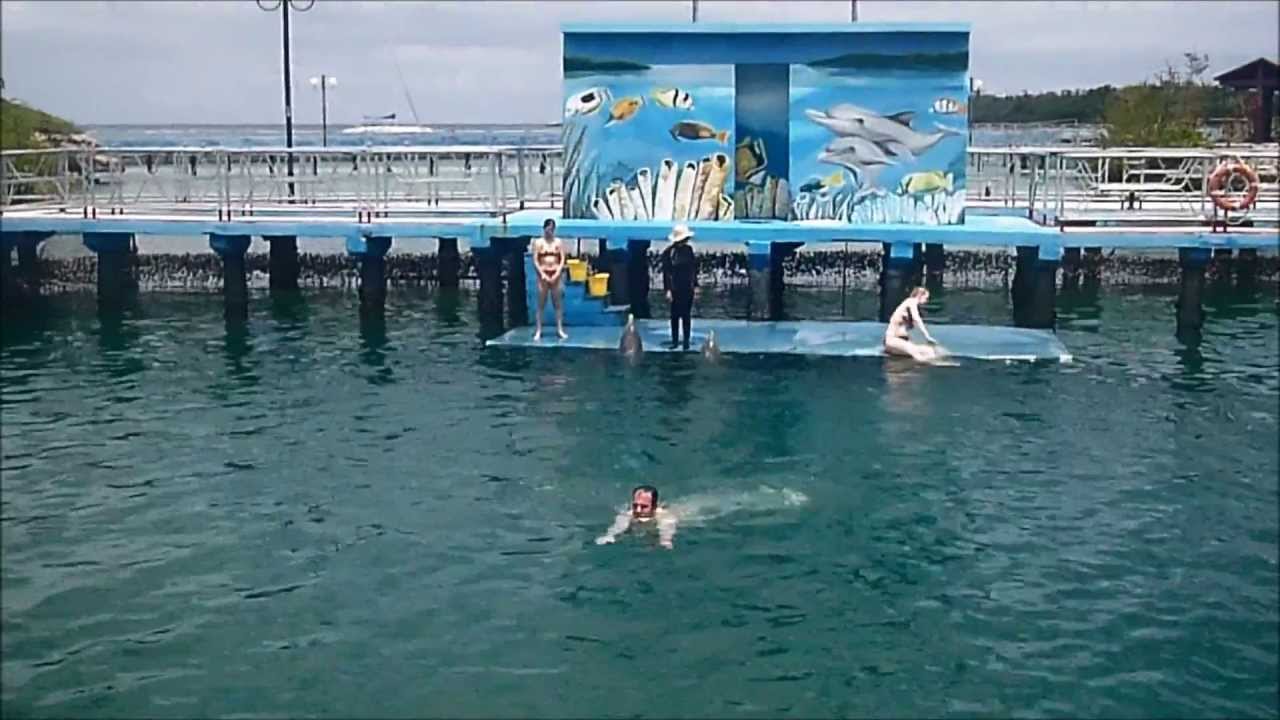 swimming with dolphins cuba(HD) - YouTube
