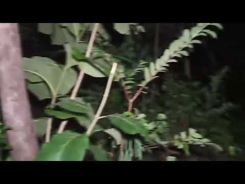 intip CD kunti
