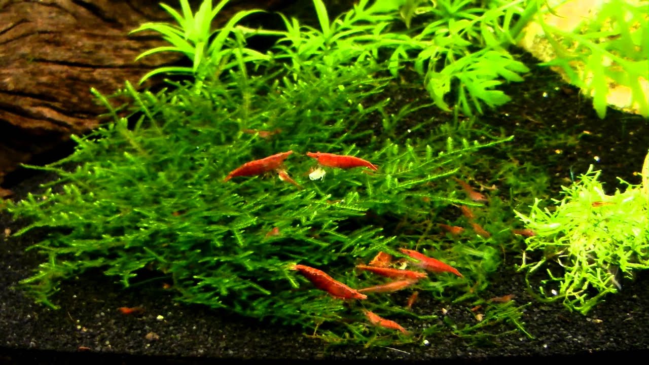Red Cherry Shrimp Colony - YouTube