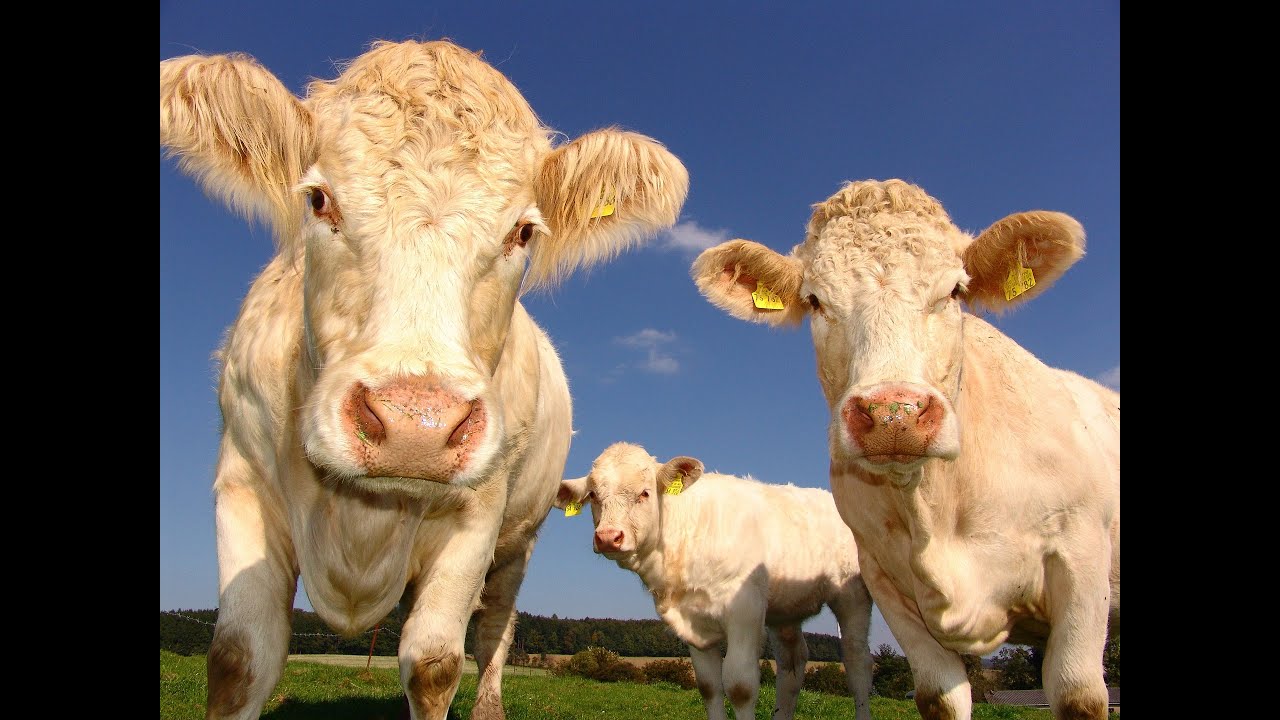 Farm Animals - Cows at The Zoo - Animal Sounds Real - YouTube