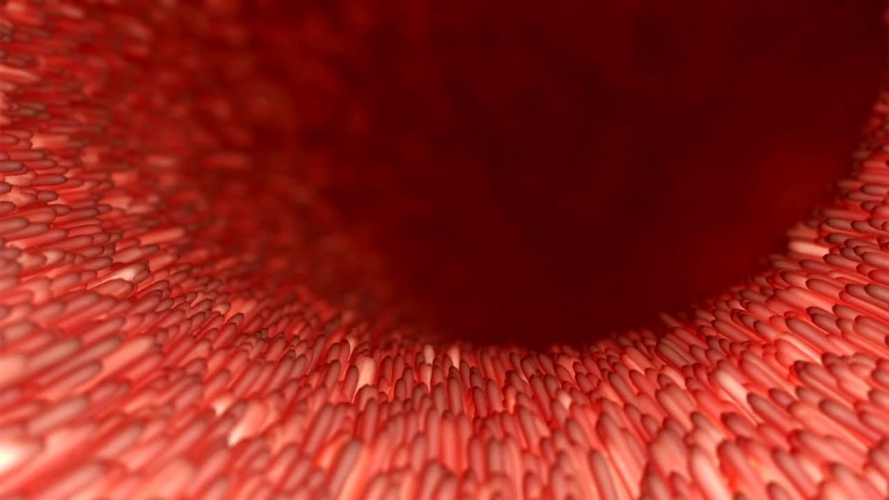 Curso de Ecografía Intestinal PANCCO - GETECCU 1ra Clase - YouTube