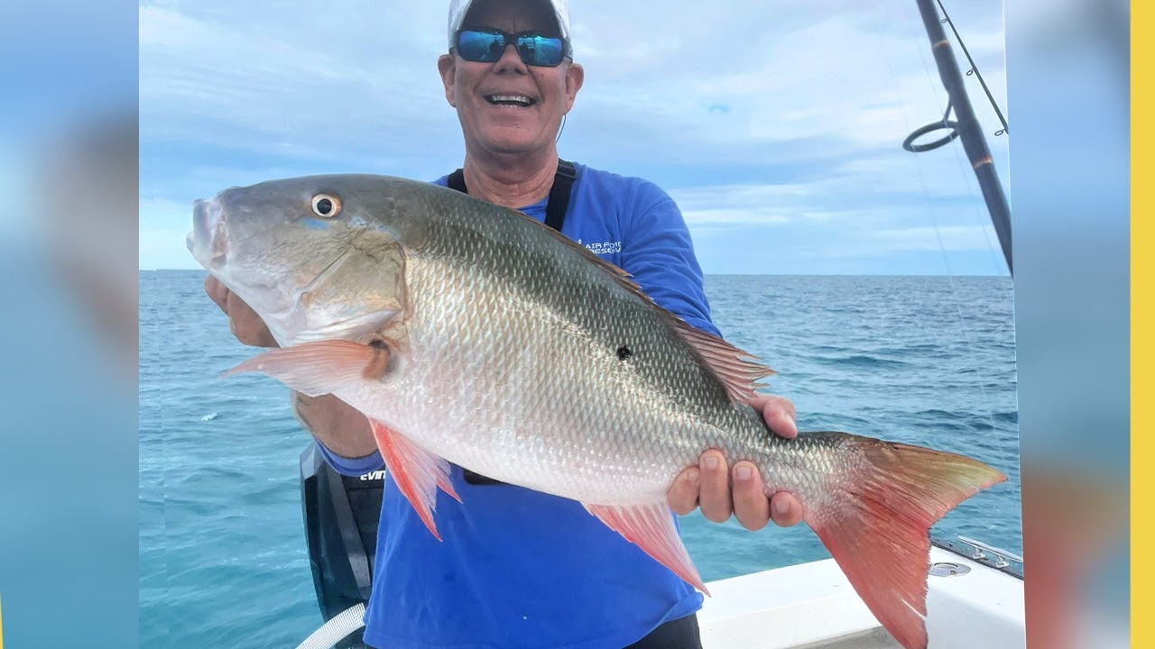 Mutton Snapper in Shallow Water Key Largo Patch Reefs - YouTube