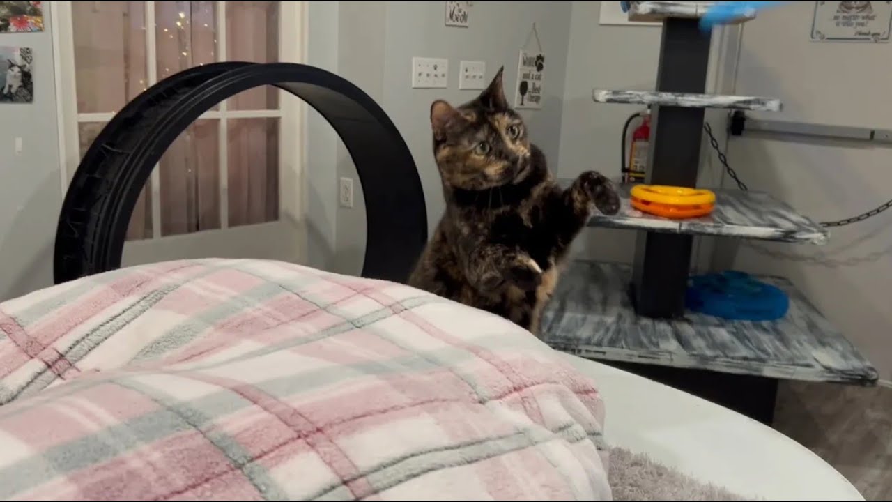 Cat almost falls off table - YouTube