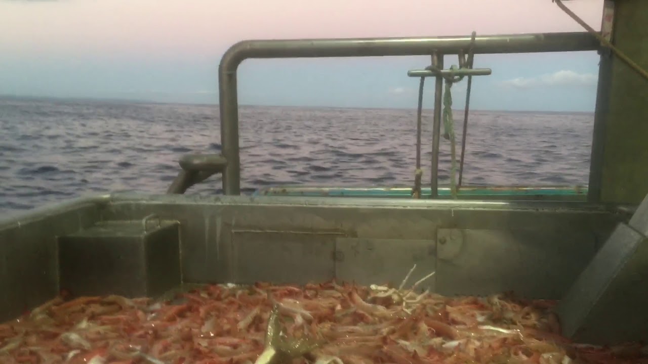 Mooloolaba deep water king prawns/shrimp - YouTube