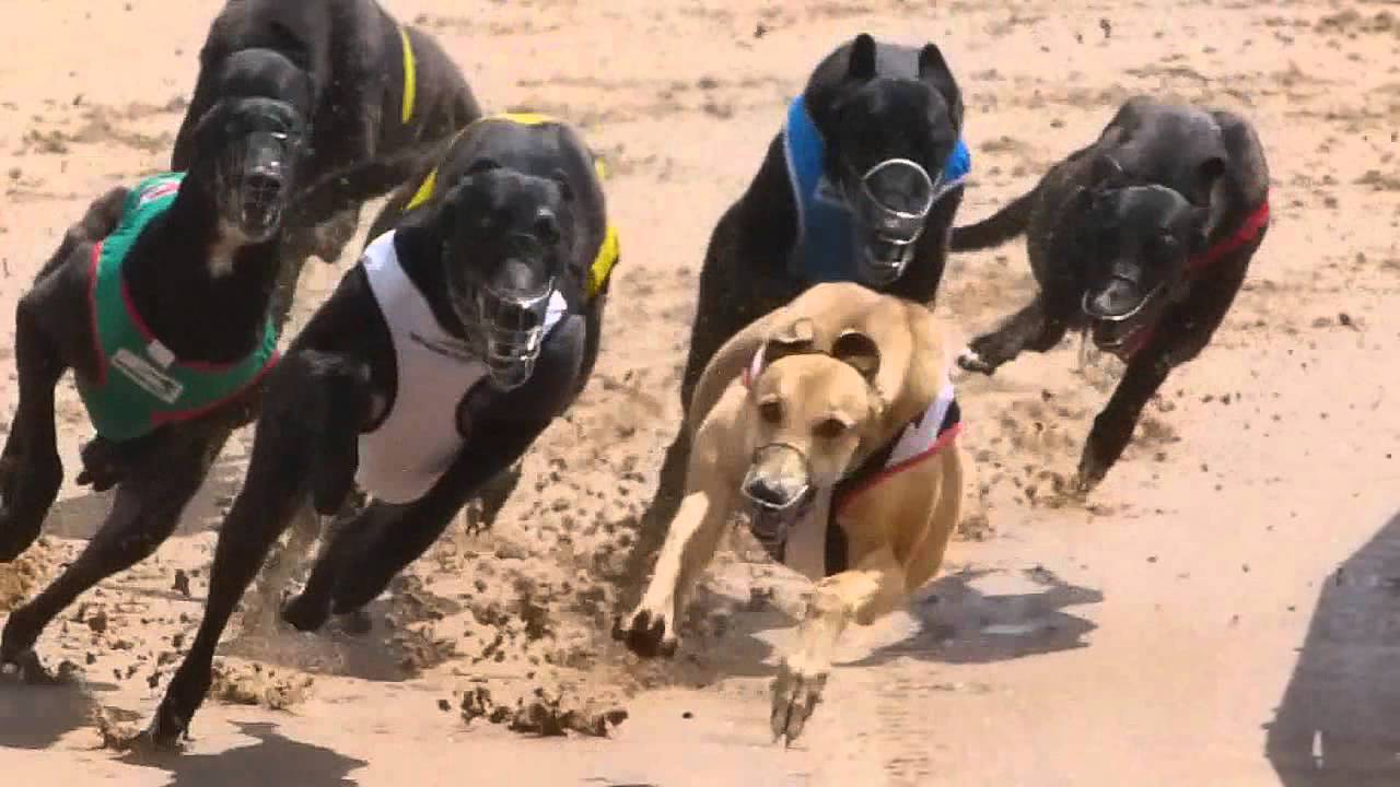 Sandown Park Greyhounds Slow Mo - YouTube