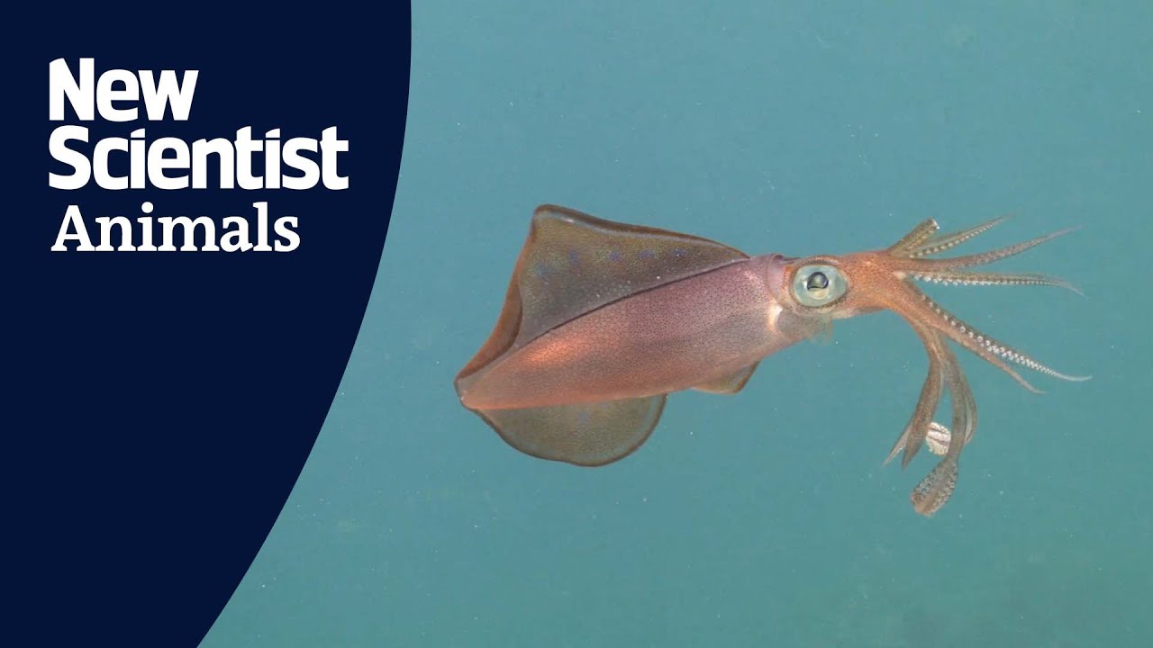 Male bigfin reef squid may be the best fathers of all cephalopods - YouTube