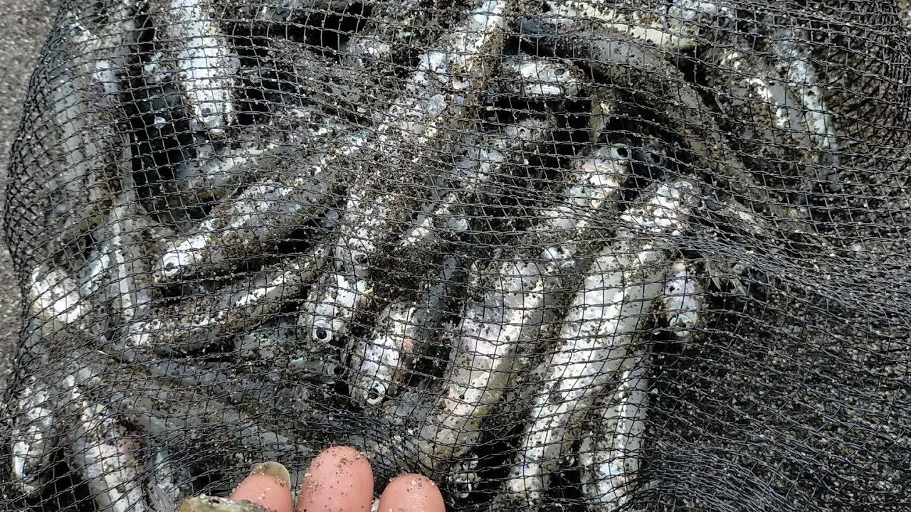 luar biasa nelayan kecrik ini kejatuhan rezeki nomplok dari pantai ...