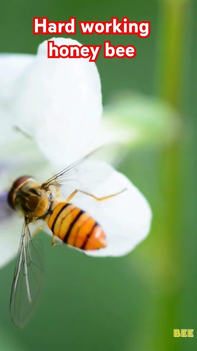 Hard working honey bee #shortvideo #animals #nature #bee - YouTube