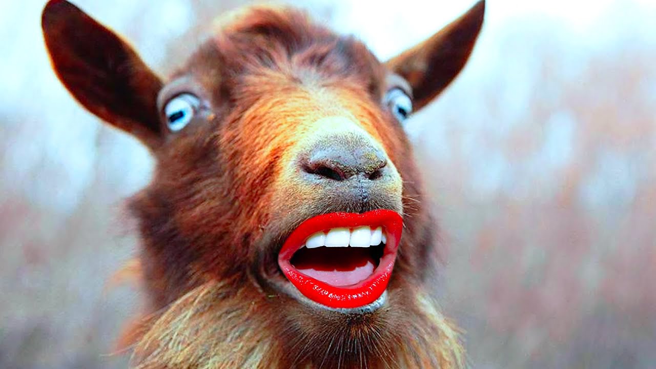 Goat Mouth
