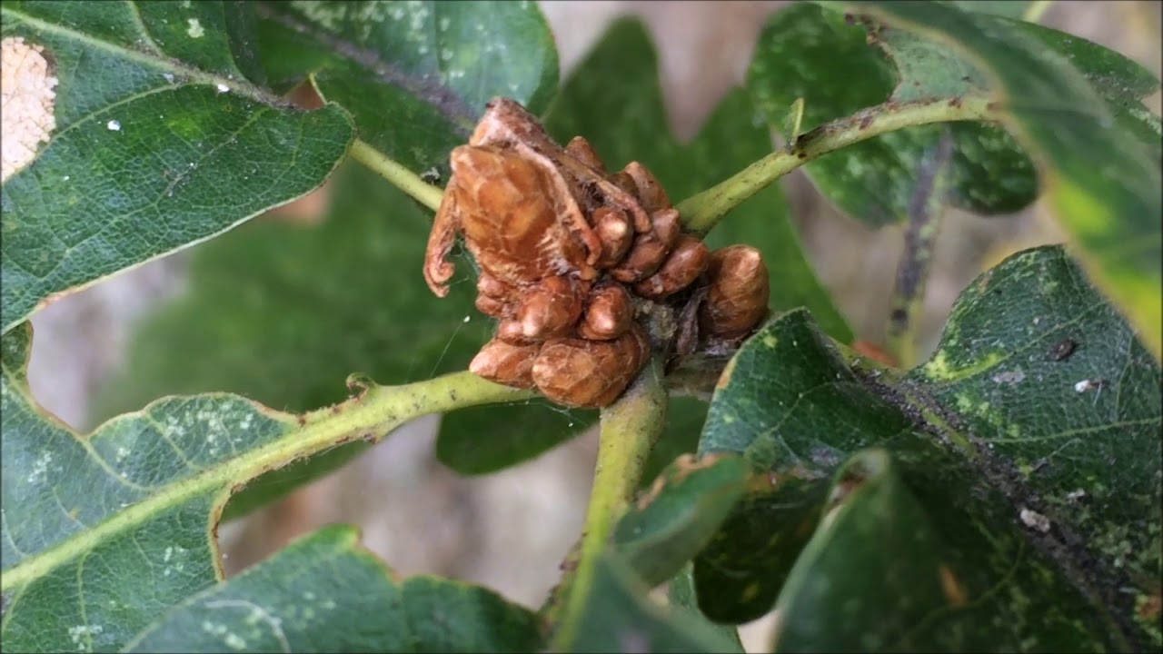 Sessile oak (Quercus petraea) - buds close up - September 2017 - YouTube