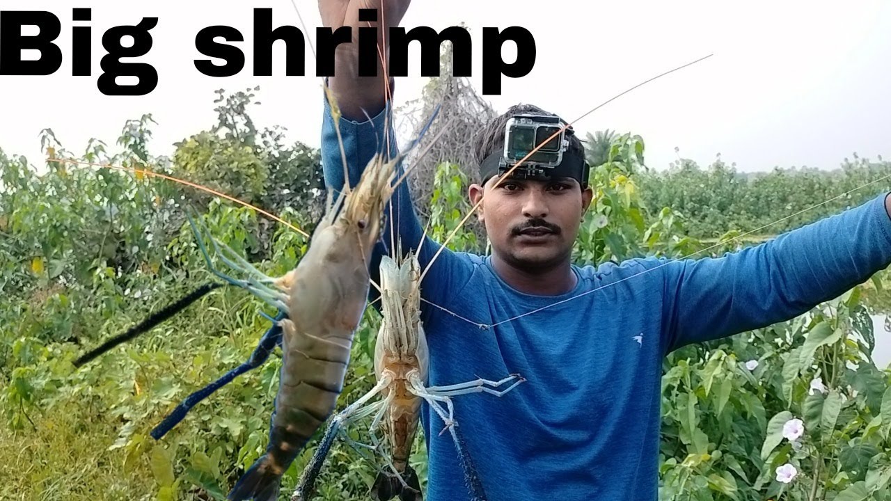 झींगा मछली पकड़ने की तकनीक || SHRIMP FISHING || Shrimp Fishing ...