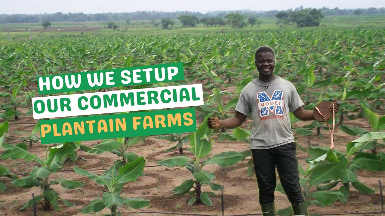 HOW TO START YOUR OWN COMMERCIAL PLANTAIN FARM: Step-by-step Guide/ the ...