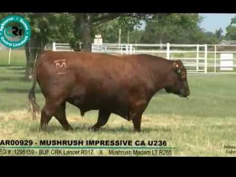 Genex Mushrush Impressive CA U236 - YouTube