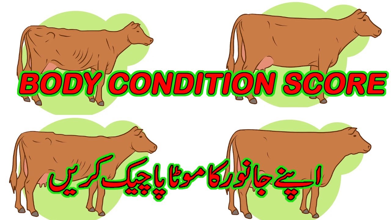 Body Condition scoring (BCS) Dairy Cows|Score Body Conditioning|Beef ...