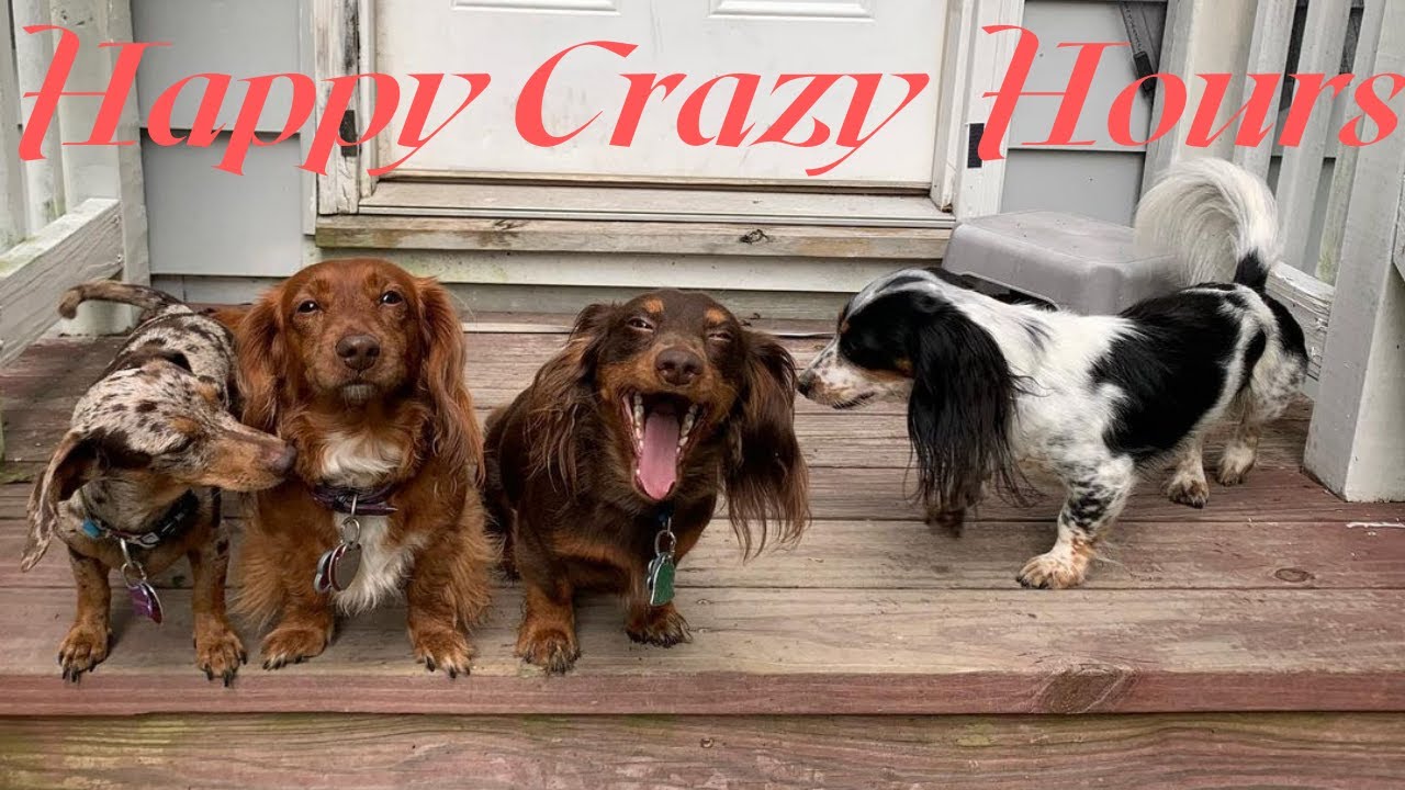 Happy Crazy Hours, Dachshund dogs having Funny time instagram videos ...