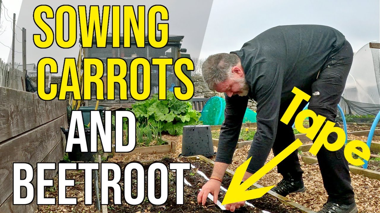 Get Perfect Carrots and Beetroot? Seed Tape! The Secret To Sowing Carrots and Beetroot. - YouTube