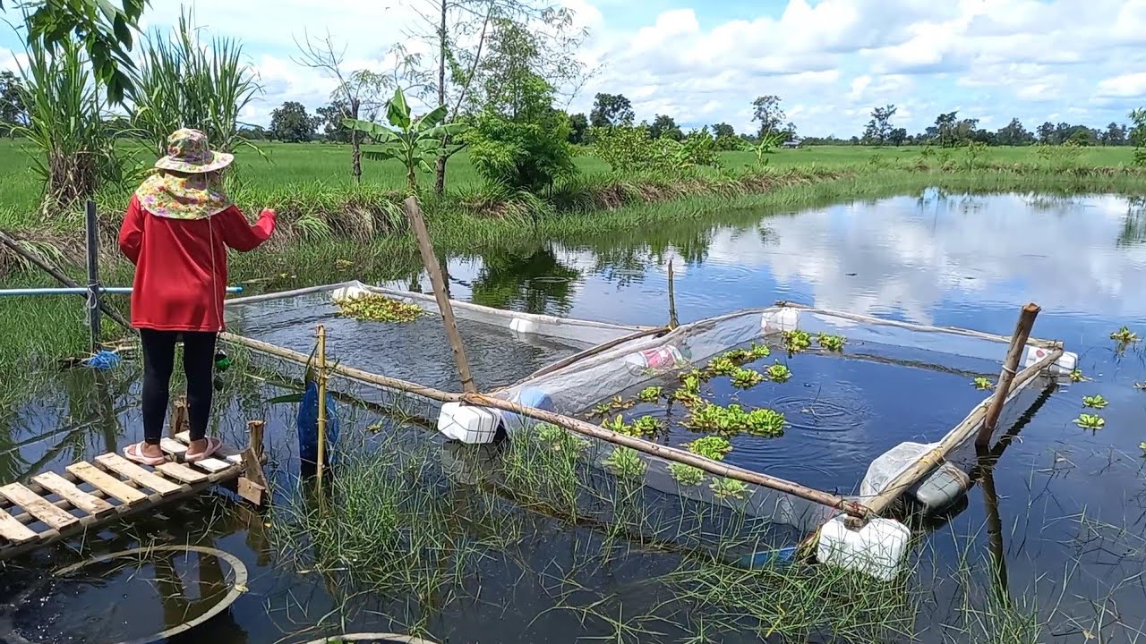 Feeding The Catfish On Our New Fish Farm. Having Fun On The Homestead ...