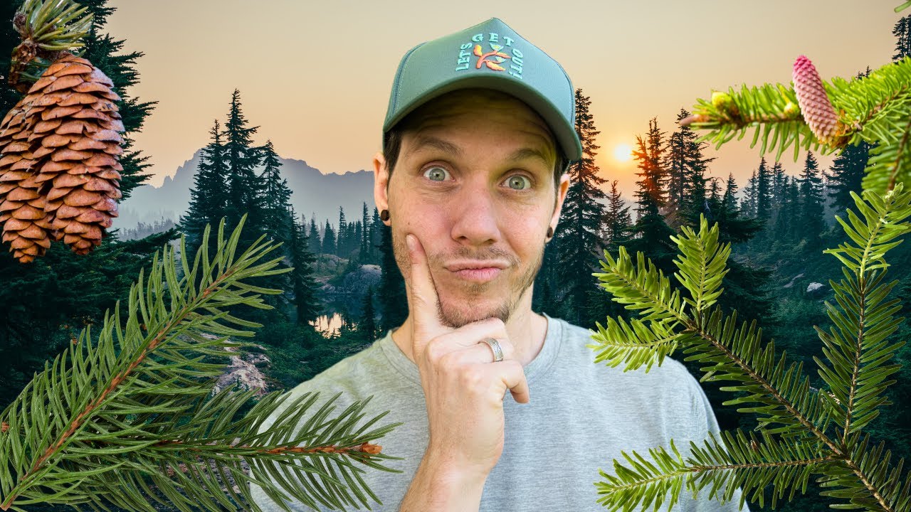 Sapin ou épinette (épicéa) ? - YouTube