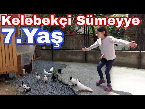 7 Yaş, Kelebekçi Sümeyye. İstanbul Kelebek Güvercini Kümesleri. GOP. Kız Güvercin Seyisleri.