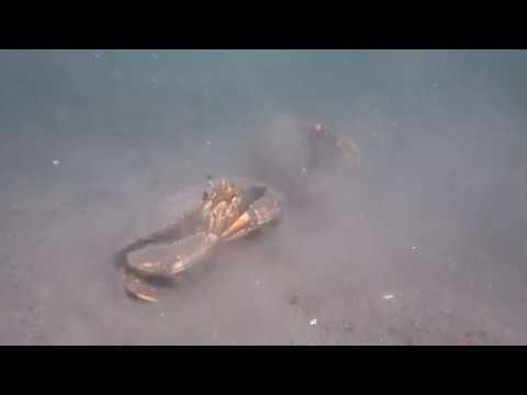 2018-11-14 Dungeness Crabs Exploding out of the Ground - YouTube