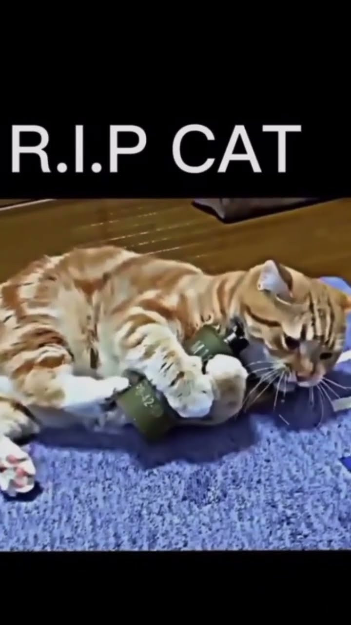 Rip cat💀 credit to (AdityaPlayzZzYT63) - YouTube