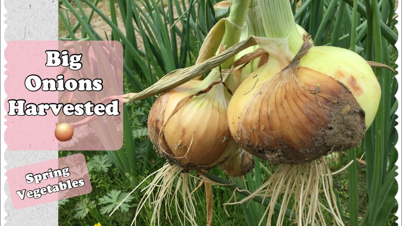 How To Harvest Onions | Spring Vegetables - YouTube