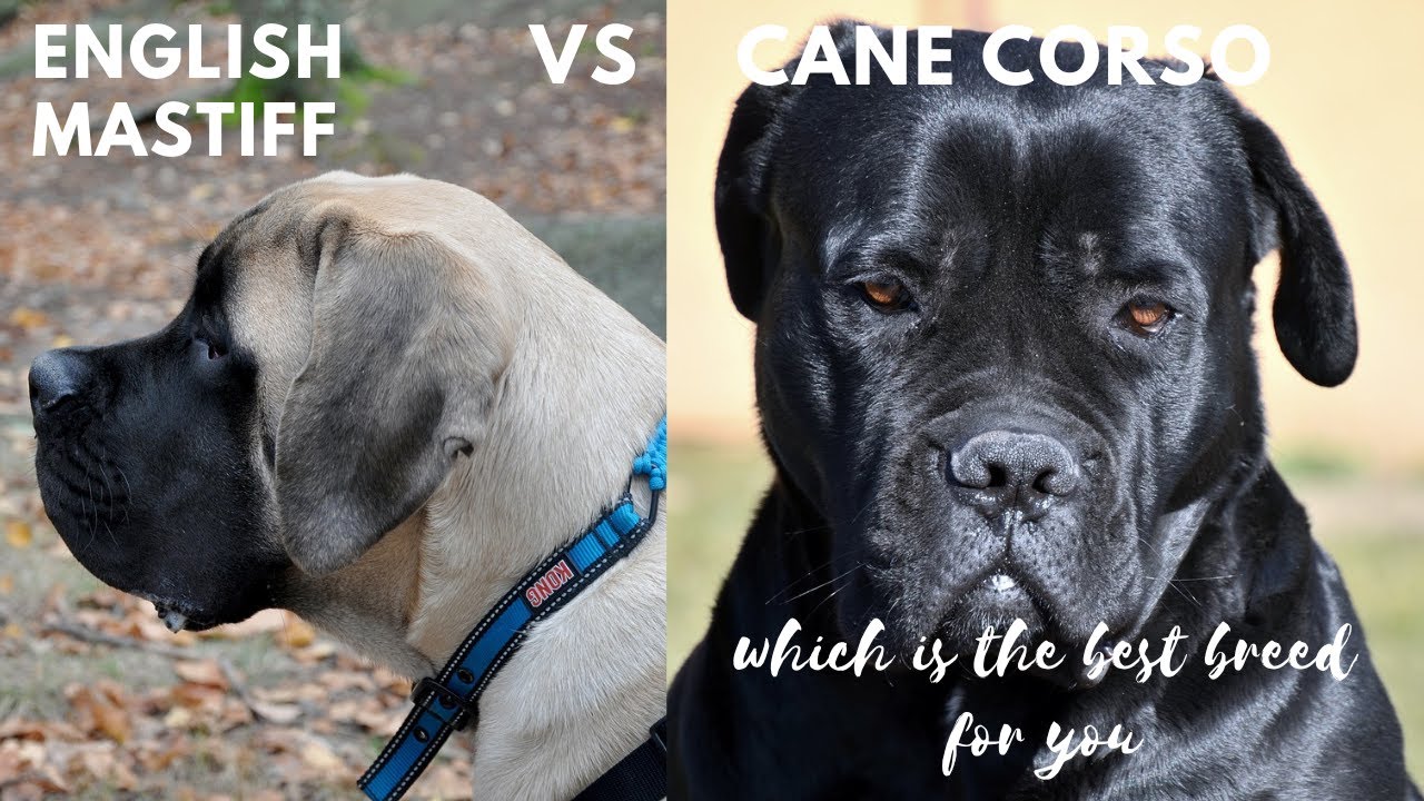 English Mastiff vs Cane Corso - YouTube