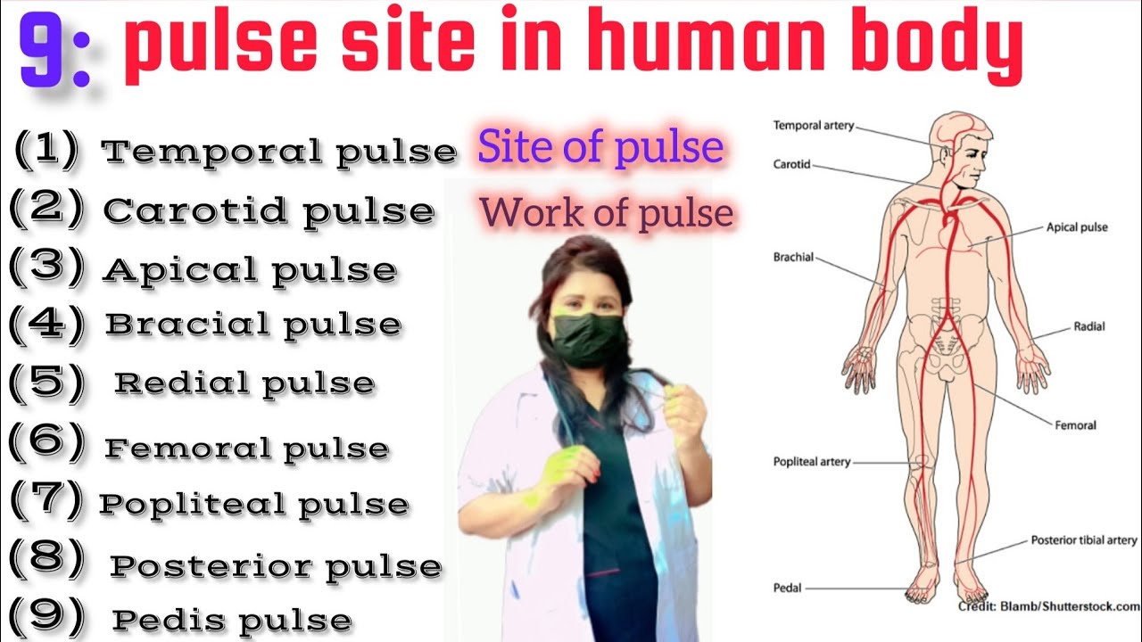 pulse site || pulse site in human body|| - YouTube