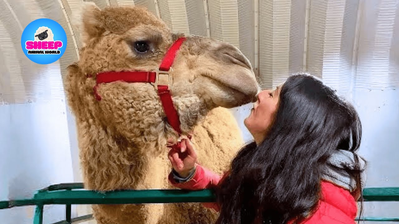 This Camel’s Secret Winter Dance Melted a Million Hearts - YouTube