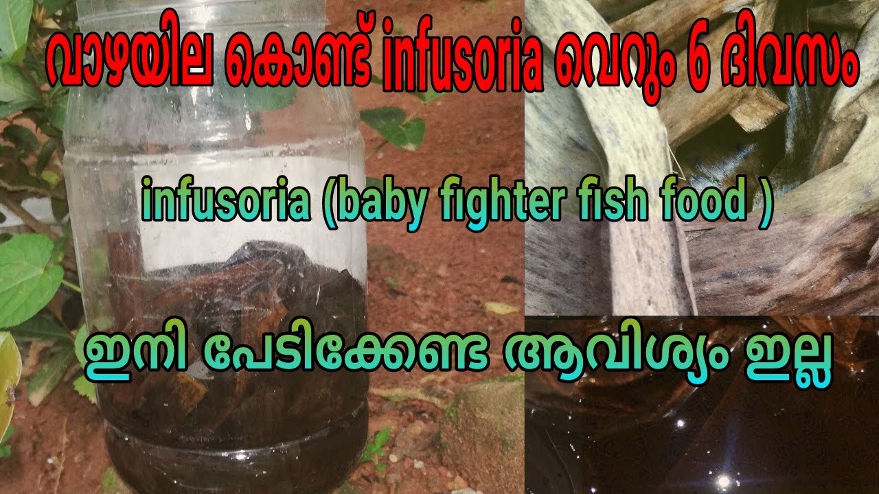 Infusoria culture correct method just 5days/infusoria ഉണ്ടാക്കാം ...
