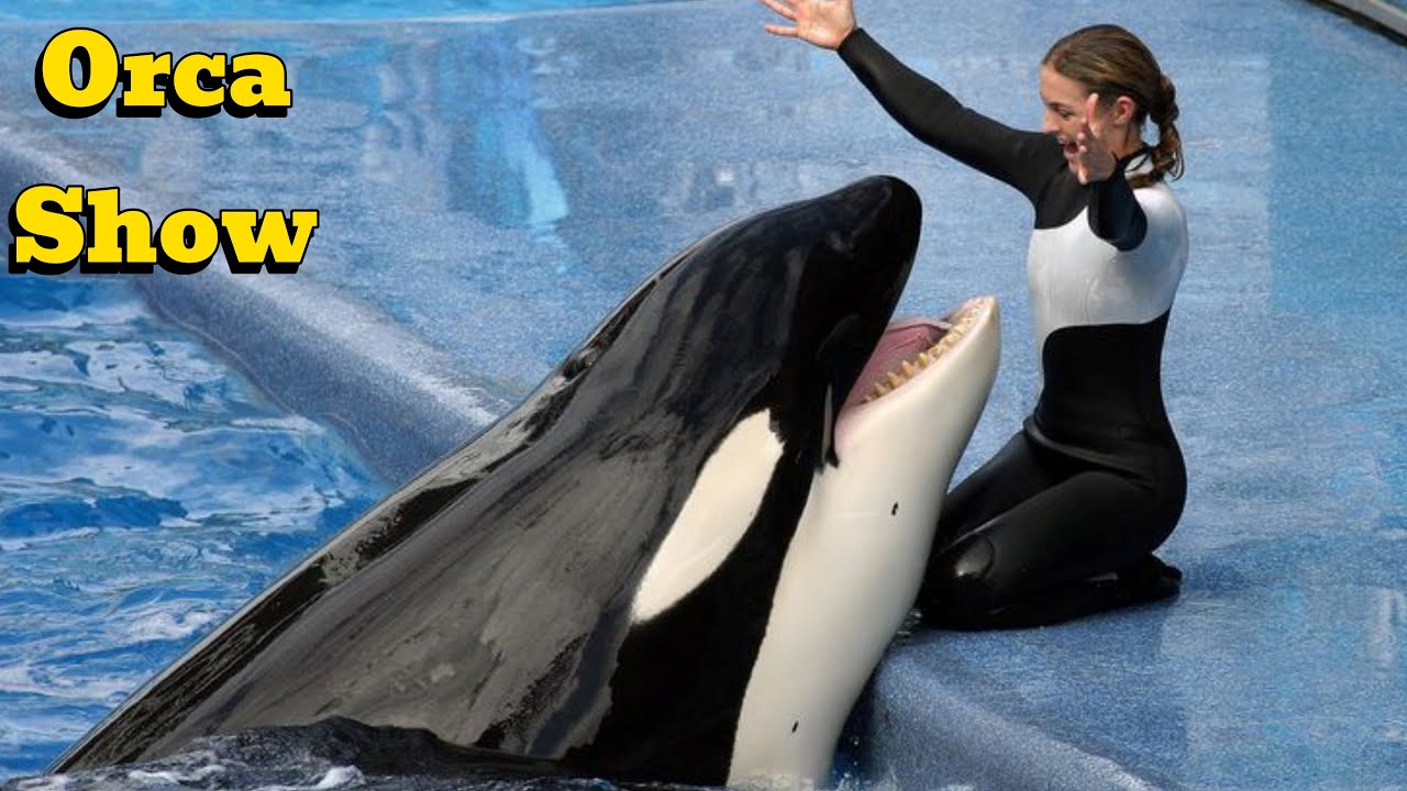 Orca Show in Loro Parque | Tenerife | Spain #orca #orcashow #loroparque ...