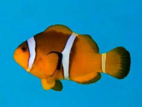 Fish Morph - Ending # 1 - YouTube