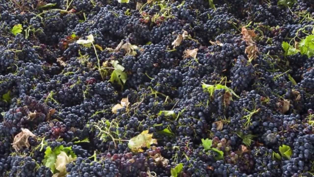 Miramonte Winery Tour - YouTube