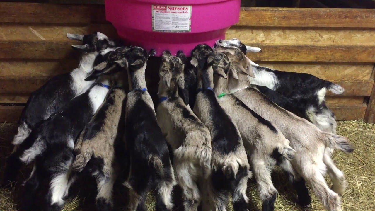 Feeding Hungry Baby Goats - YouTube