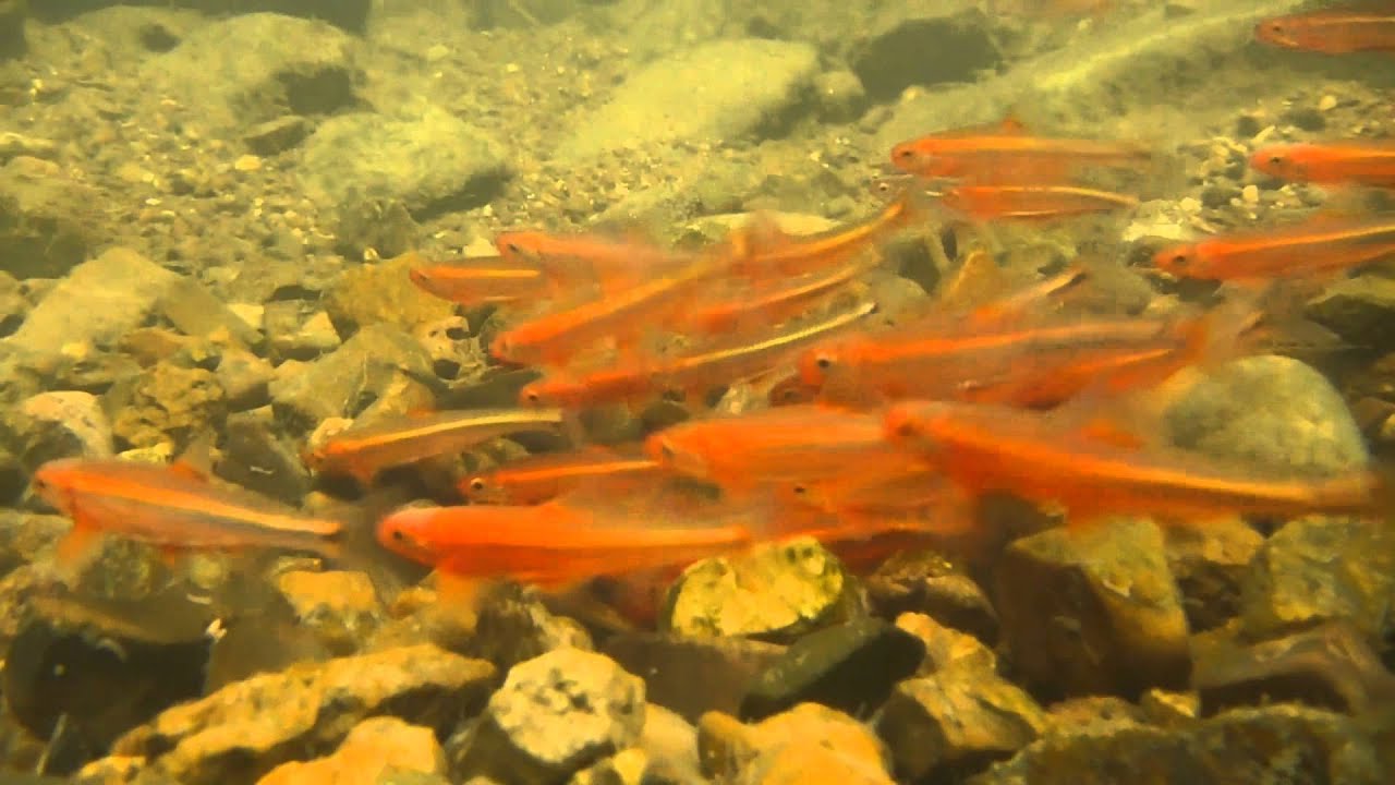 Tennessee Shiners Spawning in Copper Creek May 2015 - YouTube