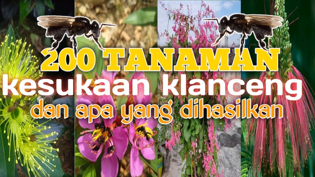 200 JENIS VEGETASI / MAKANAN KESUKAAN LEBAH KLANCENG PART 1 - YouTube
