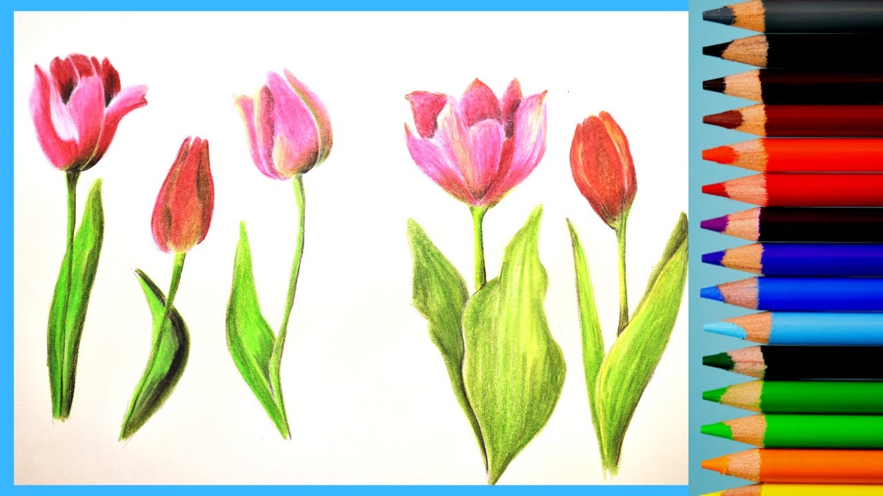 Egyszerű TULIPÁN rajz | Hogyan rajzoljunk TULIPÁNT színes ceruzával ...