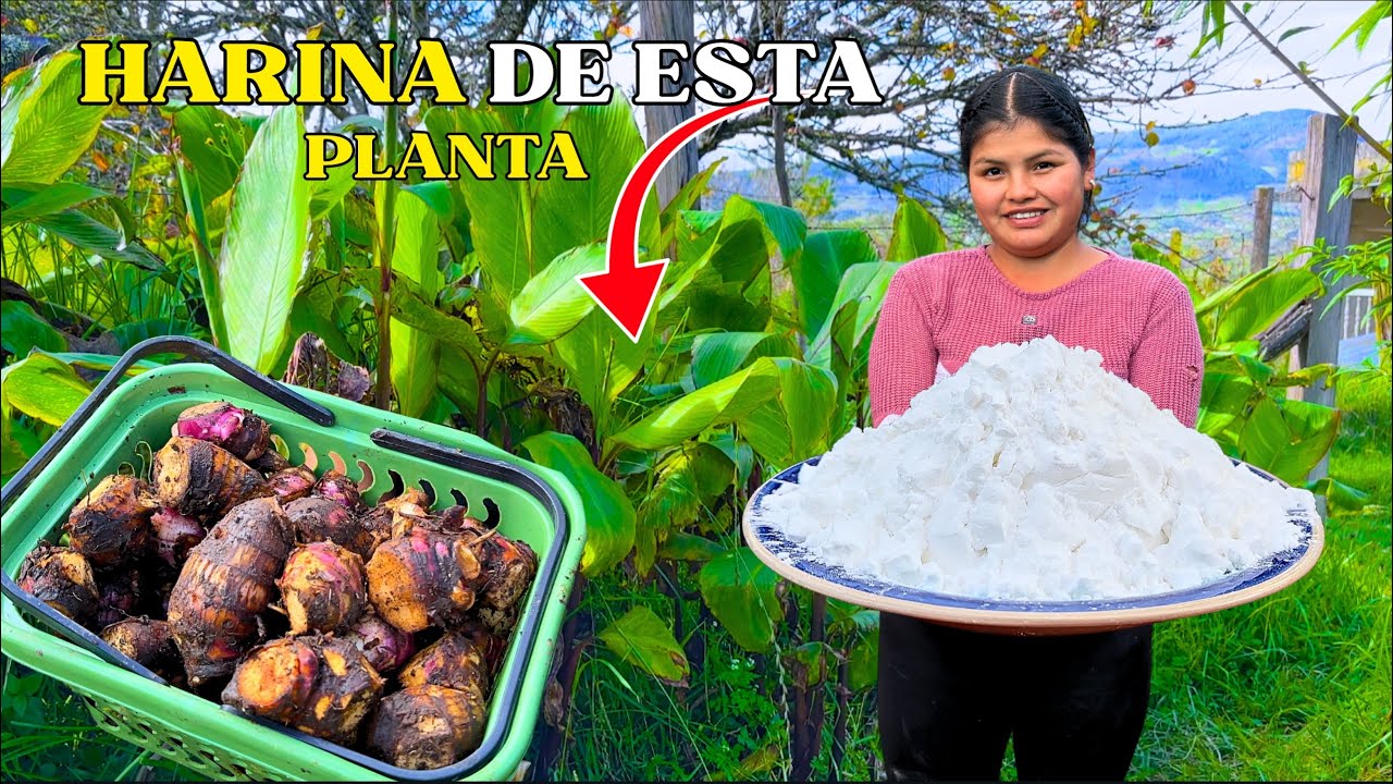 Fabrica tu propia HARINA DE ACHIRA con estos simples pasos - NATHALIA - YouTube