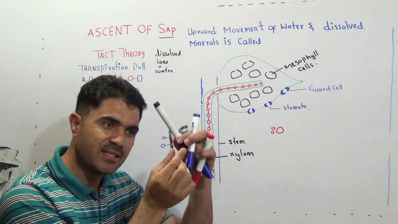 Ascent Of Sap Or TACT Theory In Urdu Hindi By Dr Hadi YouTube ascent-of-sap-or-tact-theory-in-urdu-hindi-by-dr-hadi-youtube