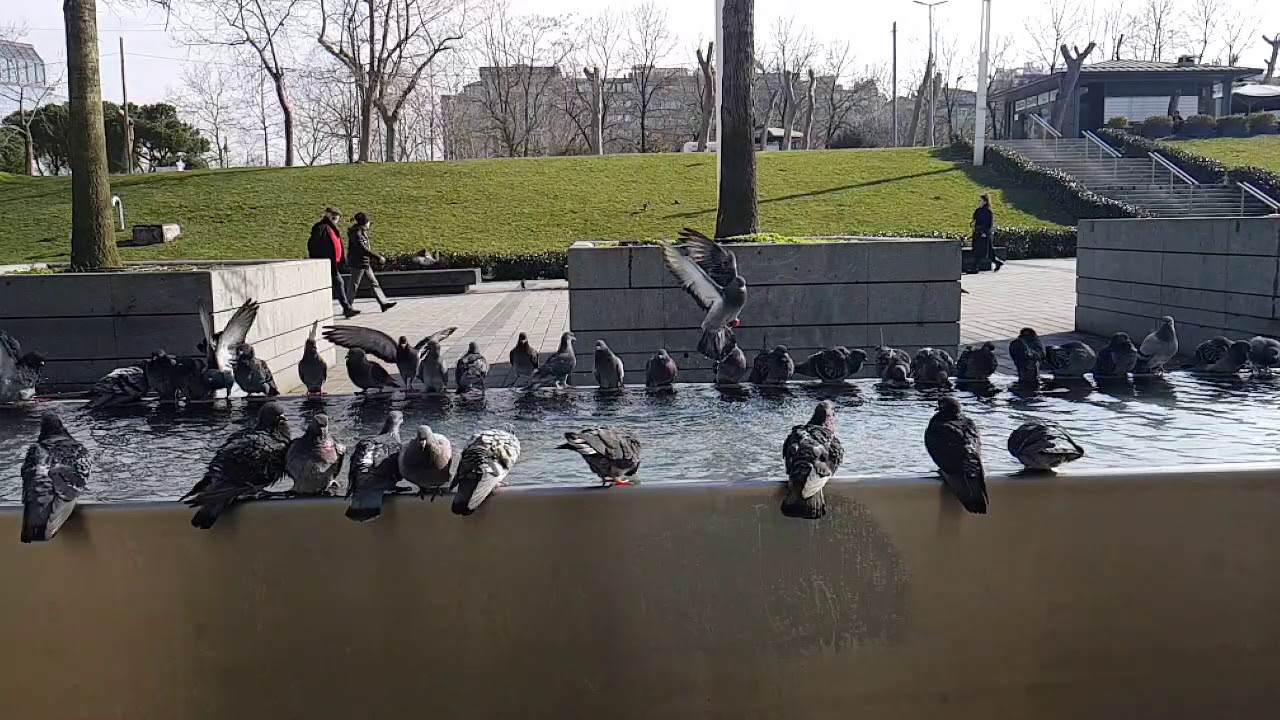 Pigeons are having bath in ultra slow motion - YouTube