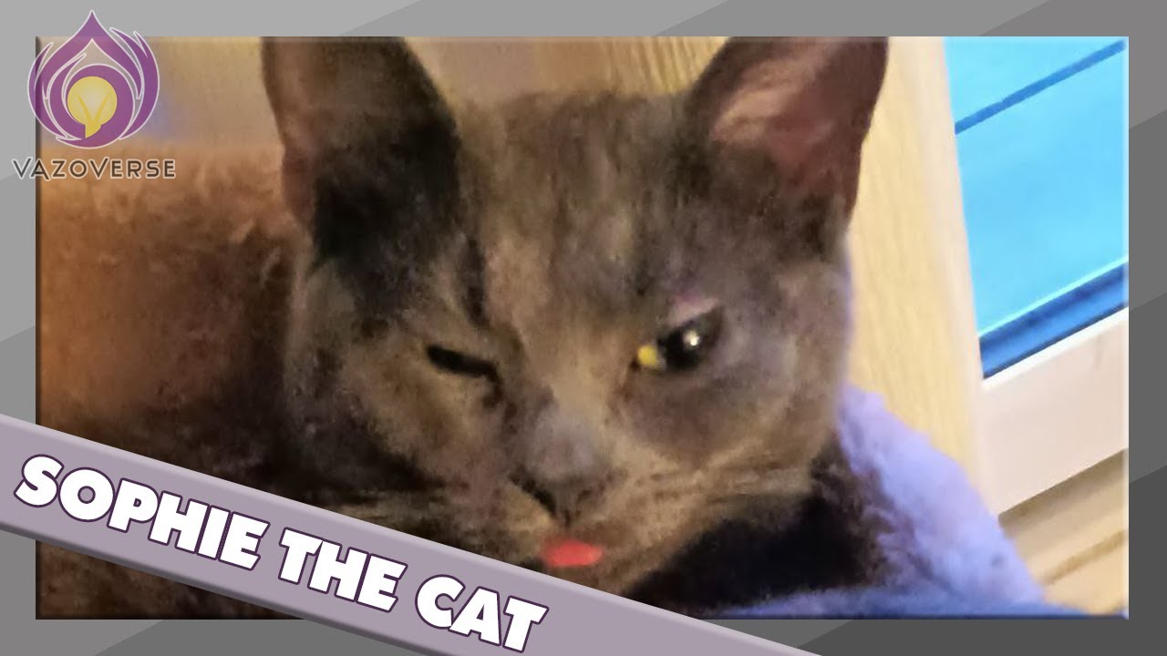THE CONE OF SHAME | Sophie the Cat - YouTube
