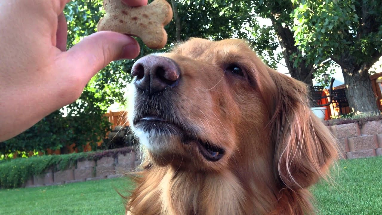 Duke Drooling Over a Cookie - YouTube