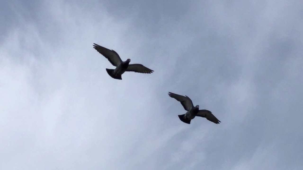 2021年5月26日 dove and crow - YouTube