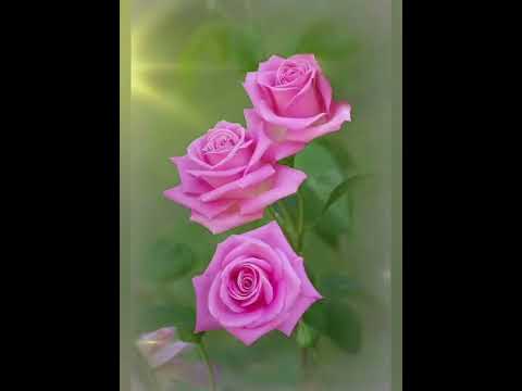 EROL BUDAN🧿🎙ARKADAŞCA SEVSEN🎙🧿            🧿@w!🧿