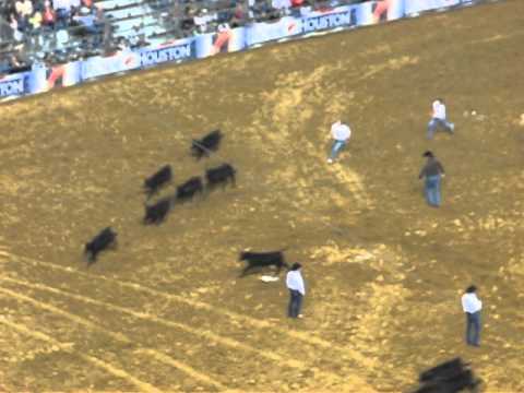 Calf Scramble - Houston Livestock Show and Rodeo 2008 - YouTube