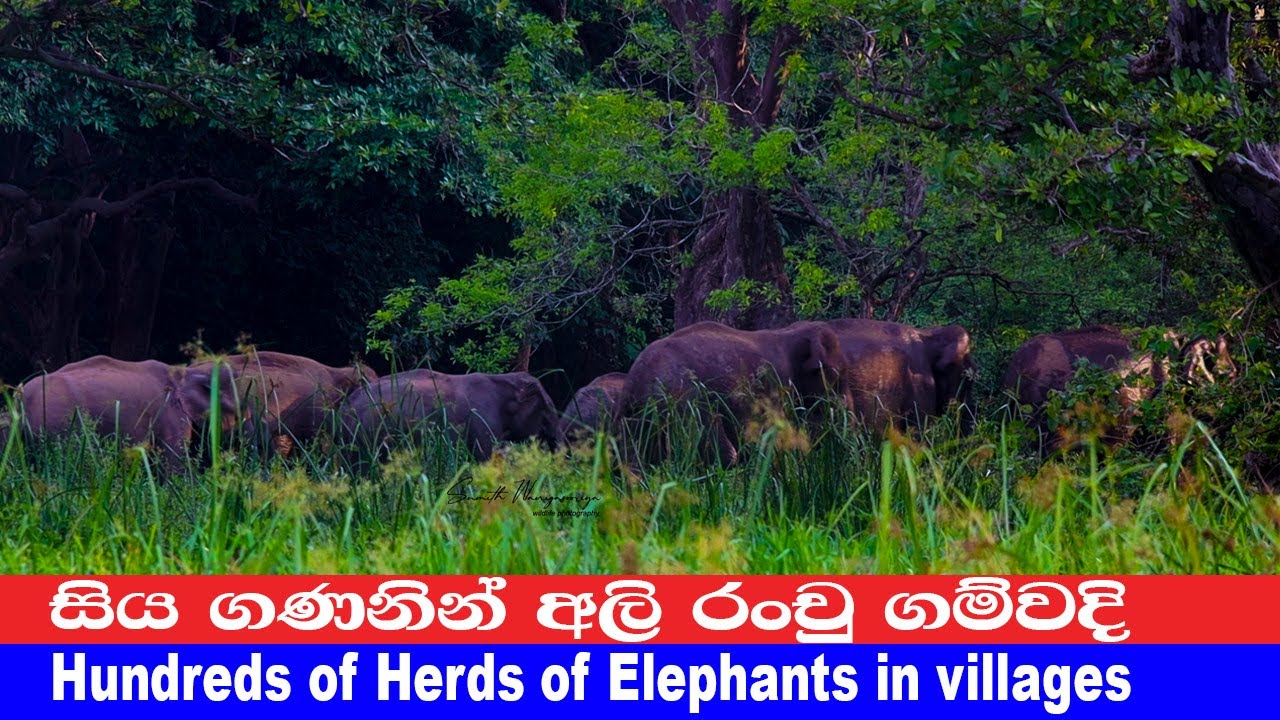 Hundreds of herds of elephants in villages Elephant soul - YouTube