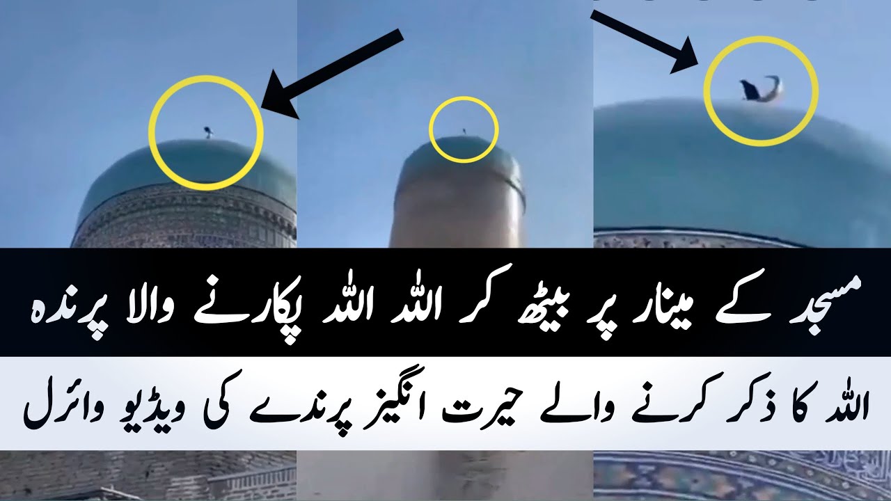 Bird saying Allah Allah...!!! ALLAH ka Mojza - YouTube